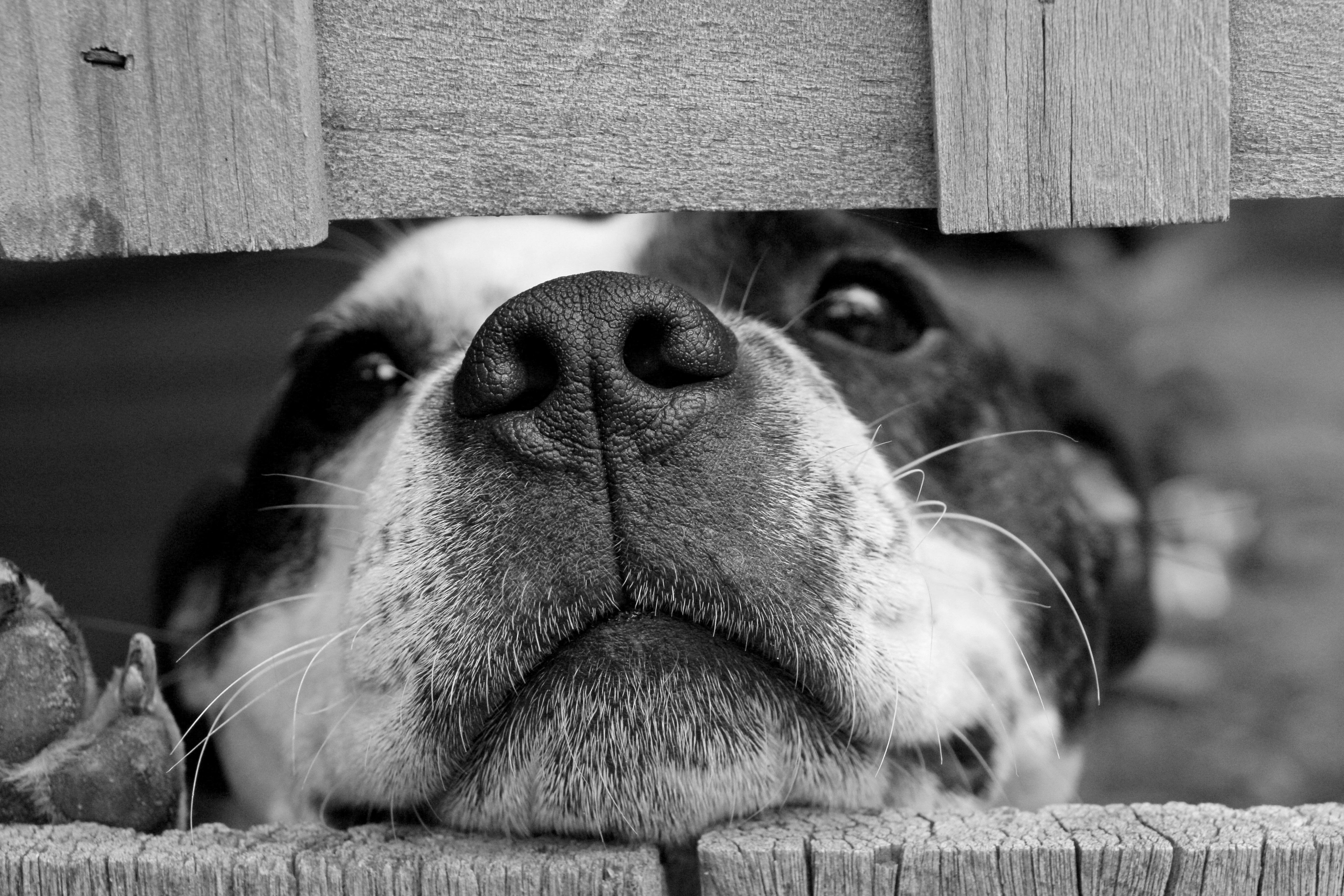 “Bully” Dog Bans In Arkansas - Hickey & Hull Law Partners